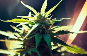 The Ultimate Beginner's Guide to Breeding Cannabis: From Seed to Strain ...