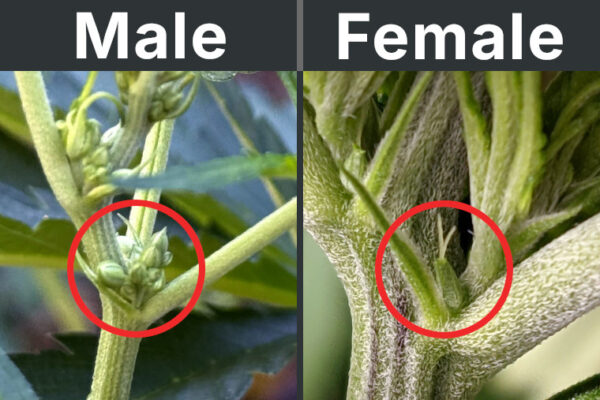 Male vs. Female Cannabis Plants: Differences and How to Identify - USEED - Cannabis Seed Bank ...