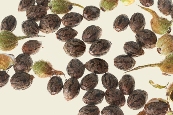 2026’s Top Cannabis Seed Breeders USA: Market Report - USEED - Cannabis ...