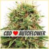 Buy Autoflower Marijuana Seeds USA - USEED - Cannabis Seed Bank ...